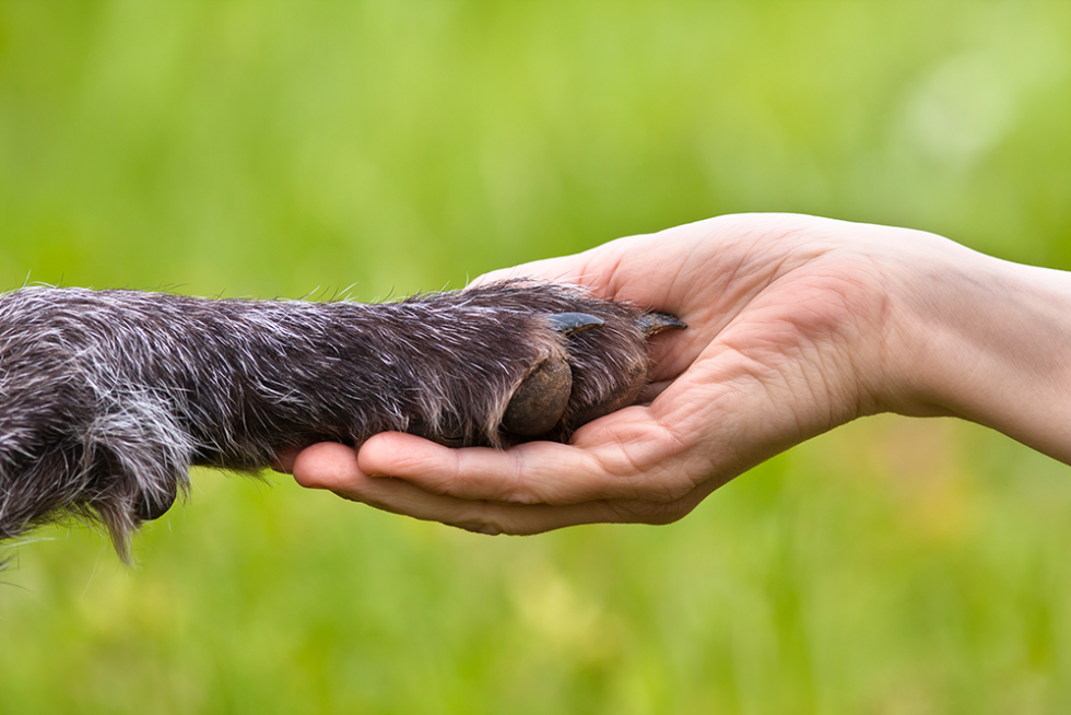 Clovis Animal Response Team Services - Clovis Animal Services