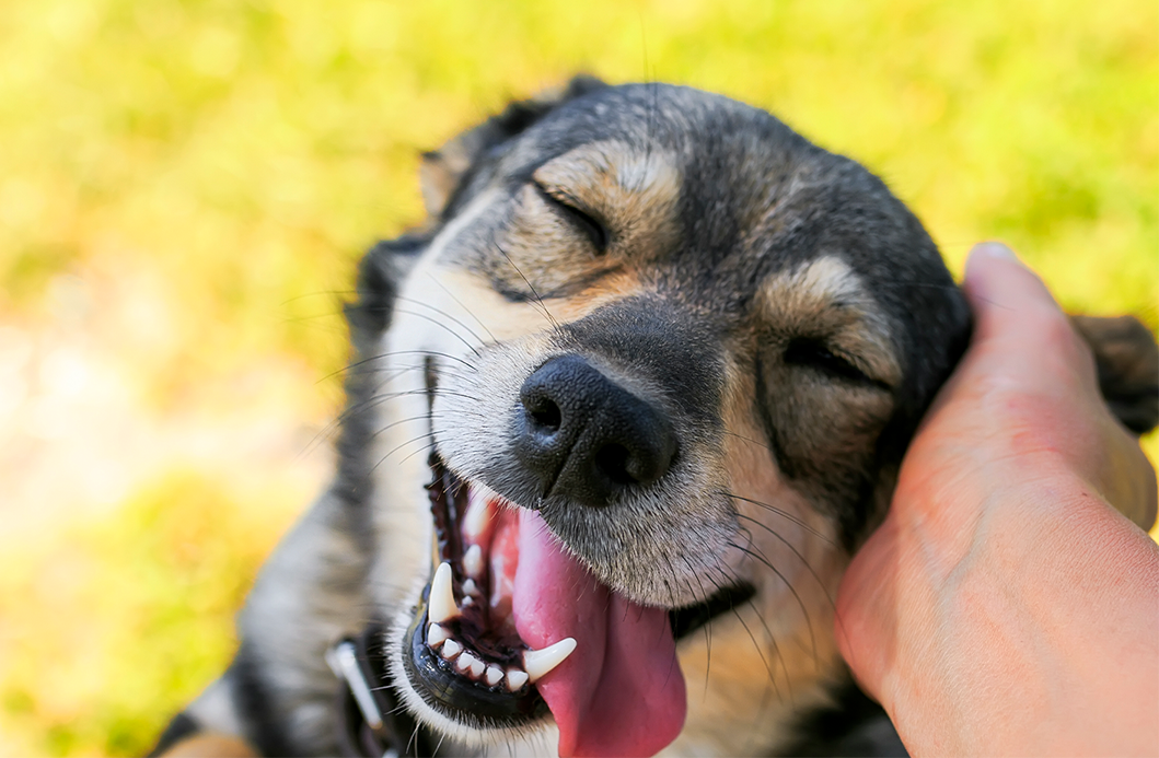 Protect Your Pet - Clovis Animal Services