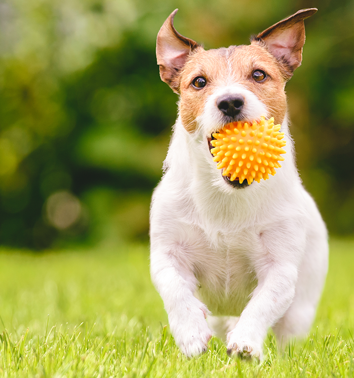 Rehome Your Pet - Clovis Animal Services